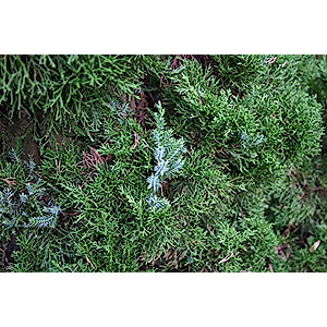 Bonsai Tree | Chinese Juniper | Seed Grow Kit | The Jonsteen Company