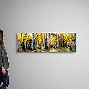 Aspen Trees in a Forest, Coconino National Forest, Arizona Canvas Wall Art Print, 60"x20"x1.25"
