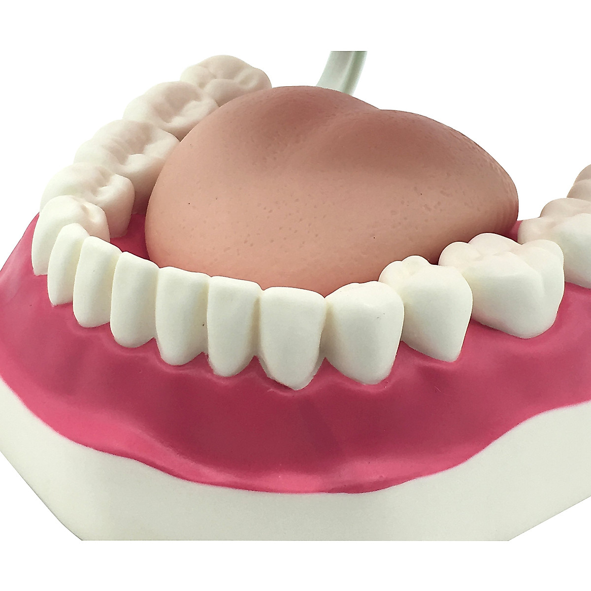 Dental Teeth Care Model with Toothbrush,32 Teeth,Kouber Human Anatomical Model,4"x 5" x 7"