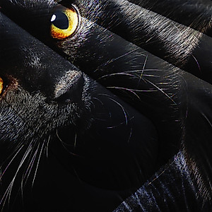 AILONEN 3D Black Cat Comforter Set Twin Size, Hidden Black Cat Bedding Set for Children Boys Girls,Black Theme Bed in a Bag,Soft Microfiber,1 Quilt and 2 Pillowcases for All Season