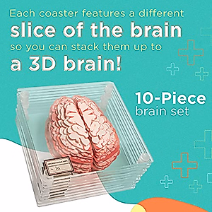 Anatomic Brain Specimen Coasters Set of 10 - Unique Medical Gift