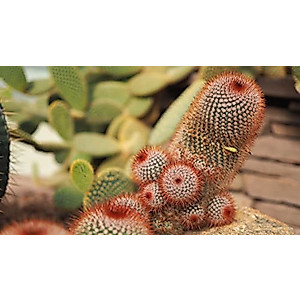 Red Headed Irishman Cactus Seeds for Planting - 25 Seeds -Mammillaria spinosissima v. rubispina - Ships from Iowa, USA - Grow Exotic Succulent Cacti Bonsai