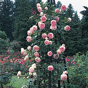 CHUXAY GARDEN Pink and White Rose Seed 200 Seeds Heirloom Eden Roses Rose Bush Highly Fragrant Perennial Ornament Flower Eye-catching Decoration