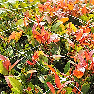 Heavy Duty Trellis Netting Roll - 59''x328' Plastic Plant Trellis Net for Climbing Plants