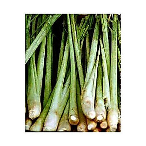 Lemongrass Rootstalk (Cymbopogon Citratus) 2 Live Plants