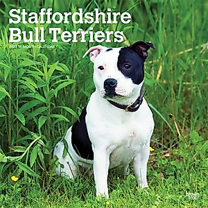 Staffordshire Bull Terriers 2022 12 x 12 Inch Monthly Square Wall Calendar, Animals Dog Breeds DogDays
