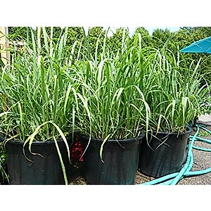 Lemongrass Rootstalk (Cymbopogon Citratus) 2 Live Plants
