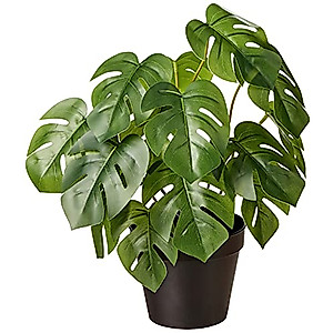Amazon Basics Artificial Monstera Plant with Plastic Nursery Pot, 13-Inch