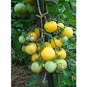 25 Seeds Garden Peach Tomato - Juicy & Tasty!!! Great Tomato..