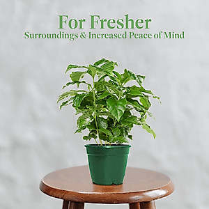 American Plant Exchange Arabica Coffee 3 Pack Fuit Producing Live Plants, Three 4" Pots, Fragrant White Flowers