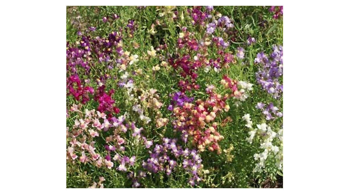 Fairy Bouquet Snapdragon Seeds - Non-GMO & Heirloom 2000+