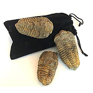 Flexicalymene Trilobite Fossil 2-4" | 1 piece