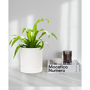 LaDoVita 3 Pack Ceramic Plant Pots 6/5/4 inch, Flowerpot for Indoor Plants with Drainage Holes and Tray, Outdoor Garden Planters, Modern Decorative for Home, White Vertical Stripes