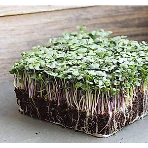 "Spicy Salad Mix" Microgreens Blend of Seeds, 300+ Heirloom Seeds Per Packet, (Isla's Garden Seeds), Non GMO Seeds, Great Indoor/Outdoor Home Garden Gift