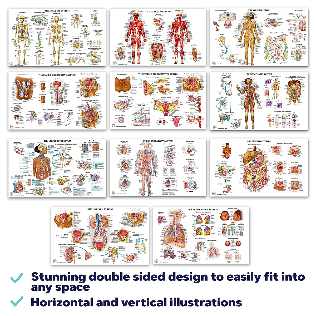 11 Human Anatomy Posters - Medical Posters, Skeletal, Male Female Muscular, Circulatory, Lymphatic, Reproductive, Nervous, Digestive, Endocrine, Respiratory Systems, Health Posters -18x30