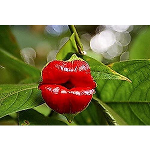 Orchid Love- The World's Greatest Orchid Food!(Net 32 fl oz. concentrate: yields 16 to 32 gallons)