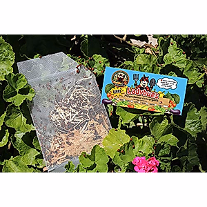 750 Live Ladybugs - Good Bugs - Guaranteed Live Delivery!