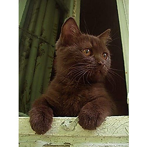 I LOVE MY PETS LLC cat Skin and Coat Treats - Omega 3 Fatty ACIDS for Cats - Best Health Option - Premium - cat Omega Oil - 360 Softgels (2 Bottles)