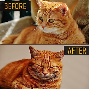 Cat Melatonin Drops 60ml Salmon Flavor, Melatonin for Cats to Sleep, Cat Calming Treats, Cat Calming Products, Cat Sleep Aid, Cat Anxiety Relief, Cat Travel Anxiety Relief for Cats