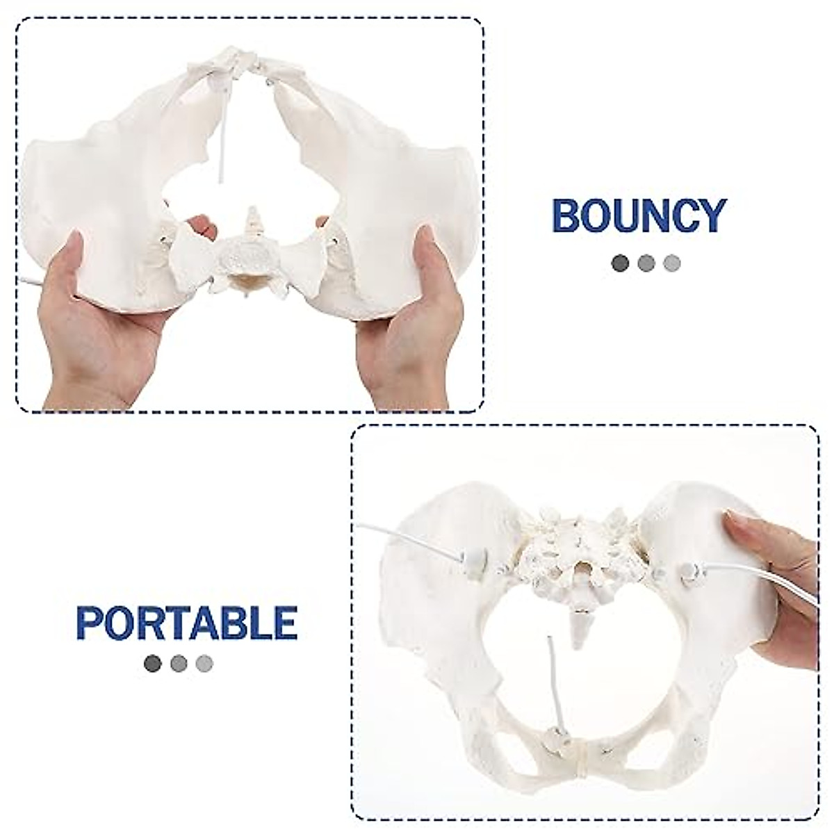 LYOU Life Size Female Pelvis Model, Flexible Female Anatomy Model, Hip Bone Pelvic Anatomical Model for Science Education Midwife in Obstetrics, Gynecology & Patent Communication