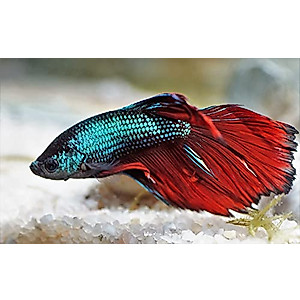 Standard Fusion Standing Aquarium Thermometer, Pack of 3