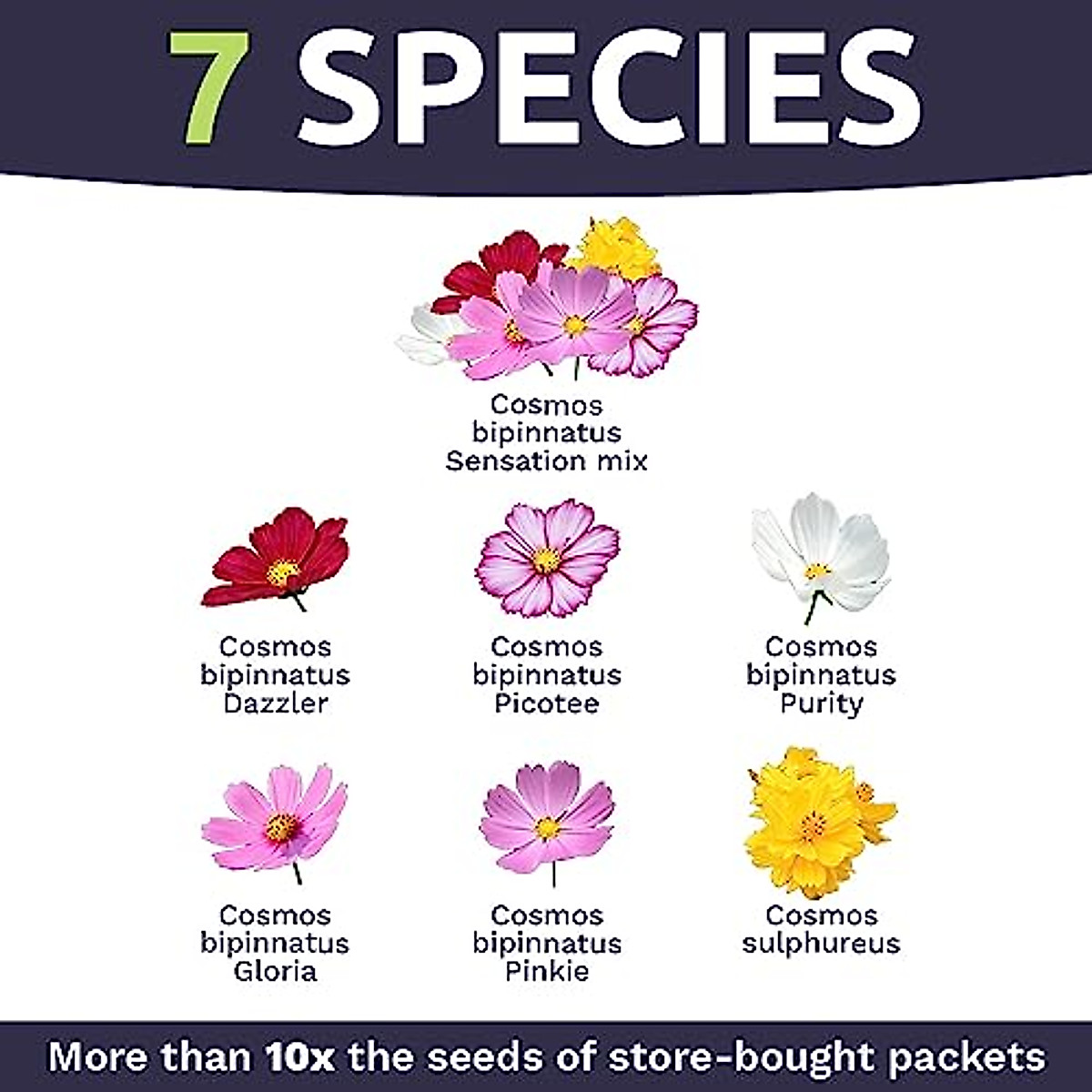 Cosmos Seeds Wildflower Mixture - Bulk 1 Ounce Packet - Over 5,000 Seeds - Pink, Yellow, Orange, Red, Purple and White Mixed Species!