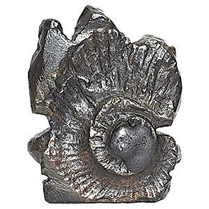 Rudrakshguru Goddess Lakshmi Idol Carved on Natural Sudarshan Shaligram
