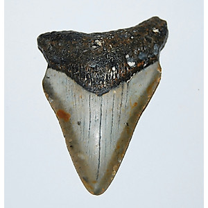 MEGALODON TOOTH Fossil SHARK 2.901 inches - Up to 25 Million Years Old #1516 5o
