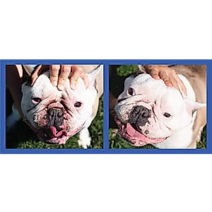 Squishface Wrinkle Paste & Flexible Silicone Dog Wrinkle Cream Applicator Bundle - Softer, Cleaner Way to Apply Wrinkle Paste to Your Dog's Face - Great for All Breeds!