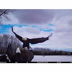 Spartan Camera Gocam 4G LTE Trail Camera, Free Roaming, Remotely Update Settings, HD Video, Photo, Blackout Flash, Hunting, Security, Surveillance + Steel Case + 32GB SD Card