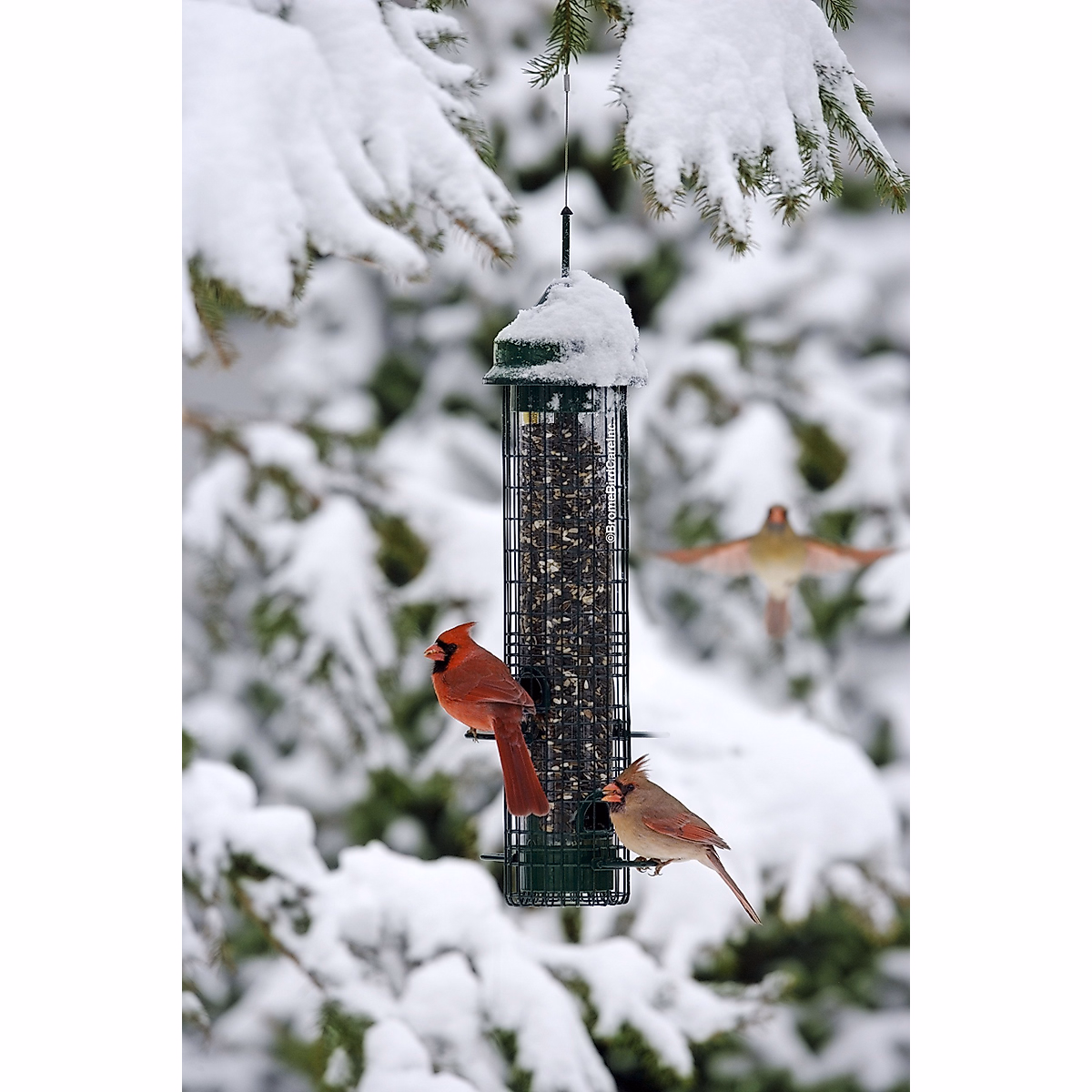 Squirrel Buster Classic Squirrel-proof Bird Feeder w/4 Feeding Ports, 2.4-pound Seed Capacity