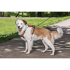 PetSafe Walk-Along Outdoor Dog Harness, No-Pull Solution, Water-Resistant, Zippered Pouch for Storage, Built-in Car Restraint, Medium