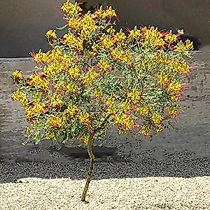 QAUZUY GARDEN 5 Mexican Bird of Paradise Seeds Yellow, Peacock Flower, Pride of Barbados, Dwarf Poinciana Seeds - Attract Pollinators - Showy Flowering Shrub Bush Tree Accent