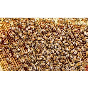 QueenSpotting: Meet the Remarkable Queen Bee and Discover the Drama at the Heart of the Hive; Includes 48 Queenspotting Challenges