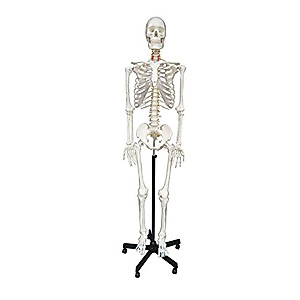 Wellden Medical Anatomical Human Skeleton Model, 170cm, Life Size, w/Nerves, Vertebral Arteries, Stand Included