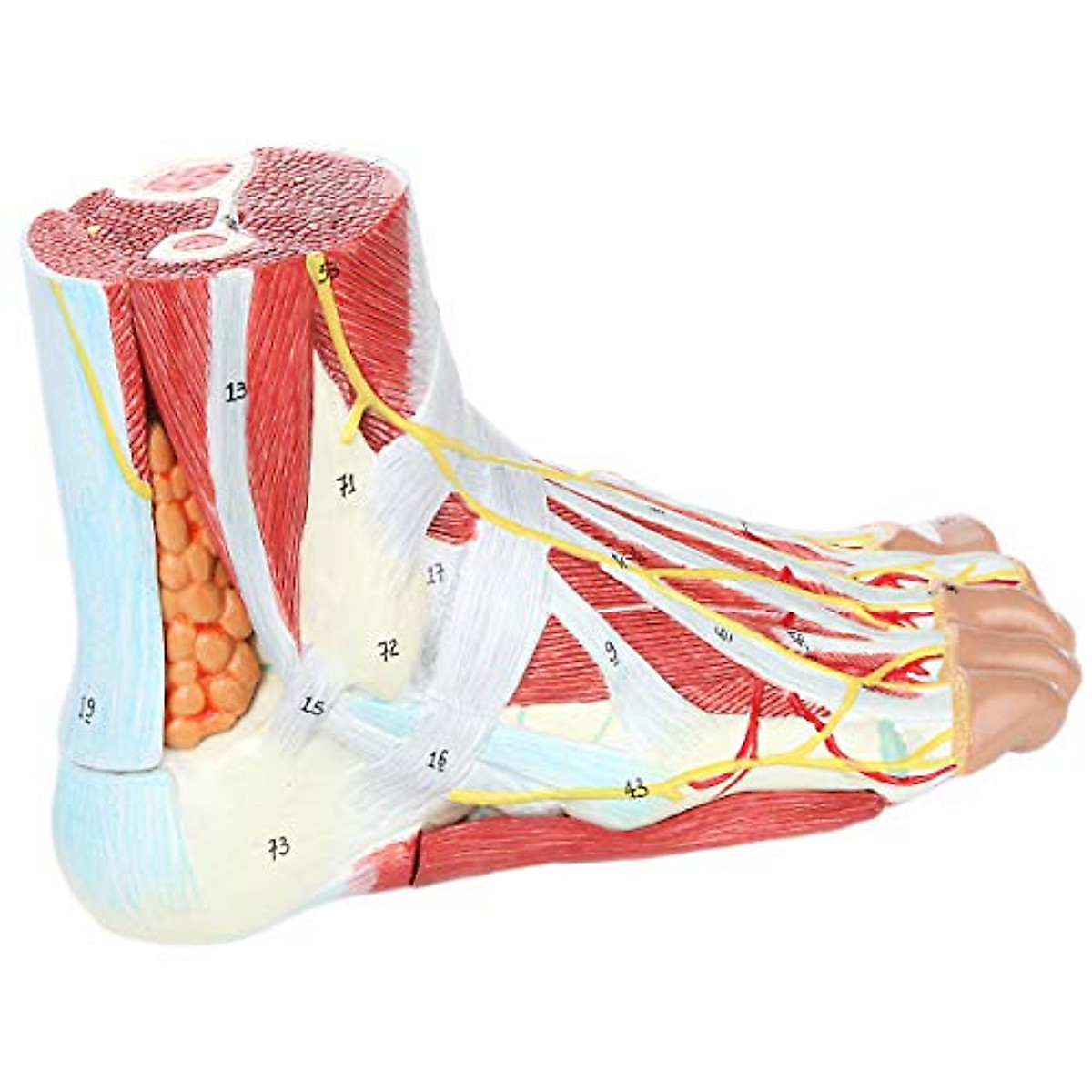 Axis Scientific Anatomy Model of Foot with Muscles, Ligaments, Nerves and Arteries, 9 Removable and Numbered Parts Show Internal Foot Detail and Structure, Study Guide