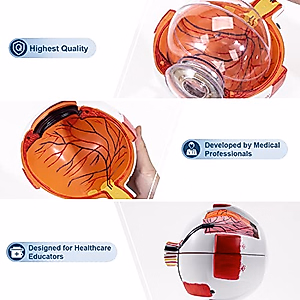 Winyousk Scientific Eyeball Anatomical Model, Eyeball Model with Base and Colorful Manual, Detachable Sixfold Life Size Eyeball Model for School, Hospital, Optical Shop, Eyes Institute