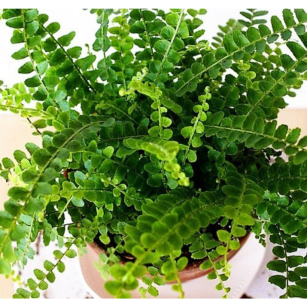 Lemon Button Fern - 4" Pot - Nephrolepis cordifolia Duffii - Live Plant