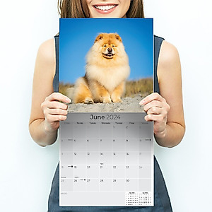 2023 2024 Chow Chow Calendar - Dog Breed Monthly Wall Calendar - 12 x 24 Open - Thick No-Bleed Paper - Giftable - Academic Teacher's Planner Calendar Organizing & Planning - Made in USA