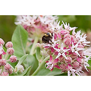 Sow Right Seeds Showy Milkweed Seeds; Attract Monarch and Other Butterflies to Your Garden; Non-GMO Heirloom Seeds; Full Instructions for Planting, Wonderful Gardening Gift (4)