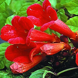 QAUZUY GARDEN- 20 Dark Red Hummingbird Trumpet Vine Seeds Hardy Striking Vine Plant for Garden and Outdoor Hummingbirds Love It