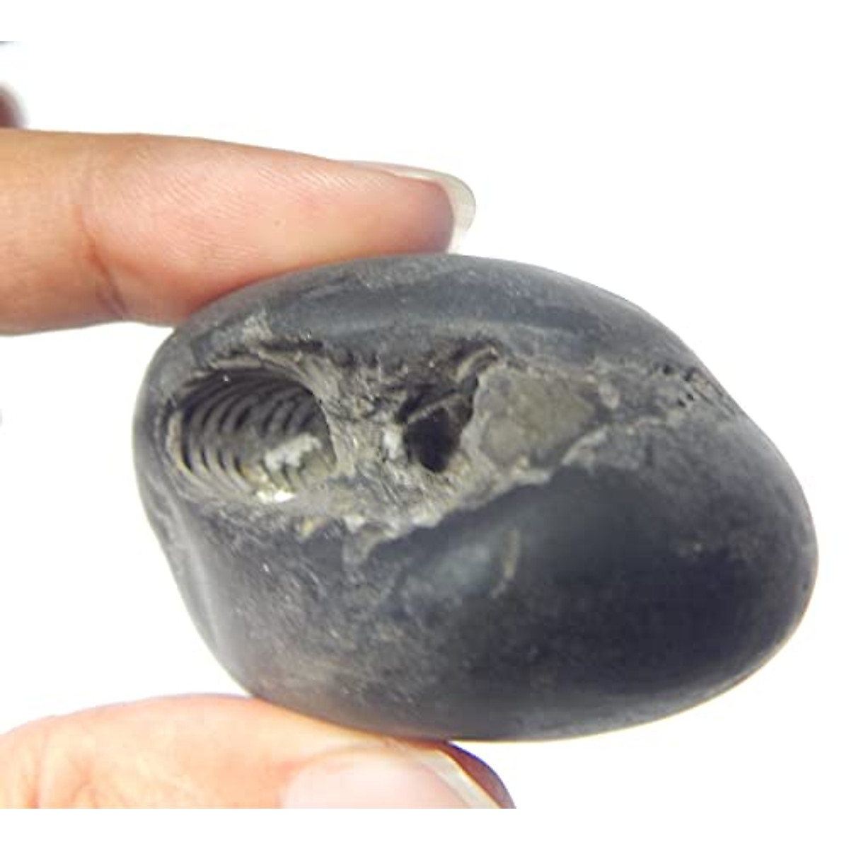 Adwaitya Maha Laxmi Sudarshan Maha Vishnu Shaligram Nepal Kali Gandaki