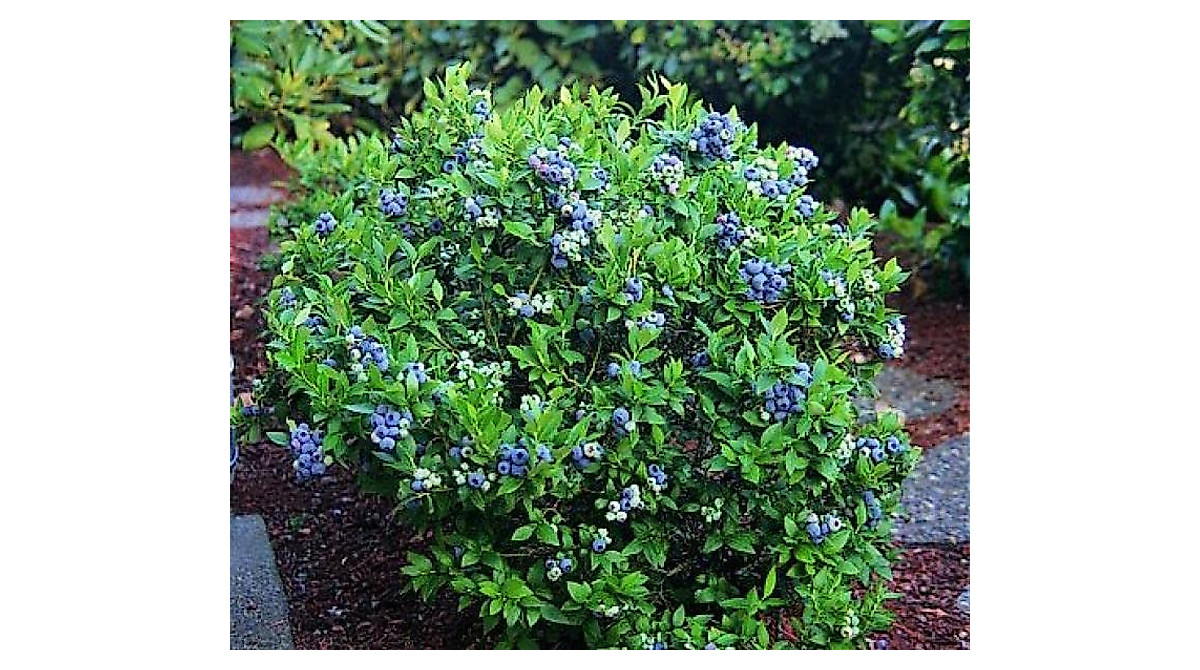 Powder Blue Rabbiteye Blueberry - Fast Growing 1 Gal Tree - Easy Care
