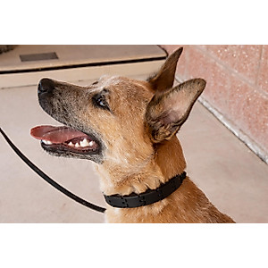 Starmark Pro-Training Dog Collar Large