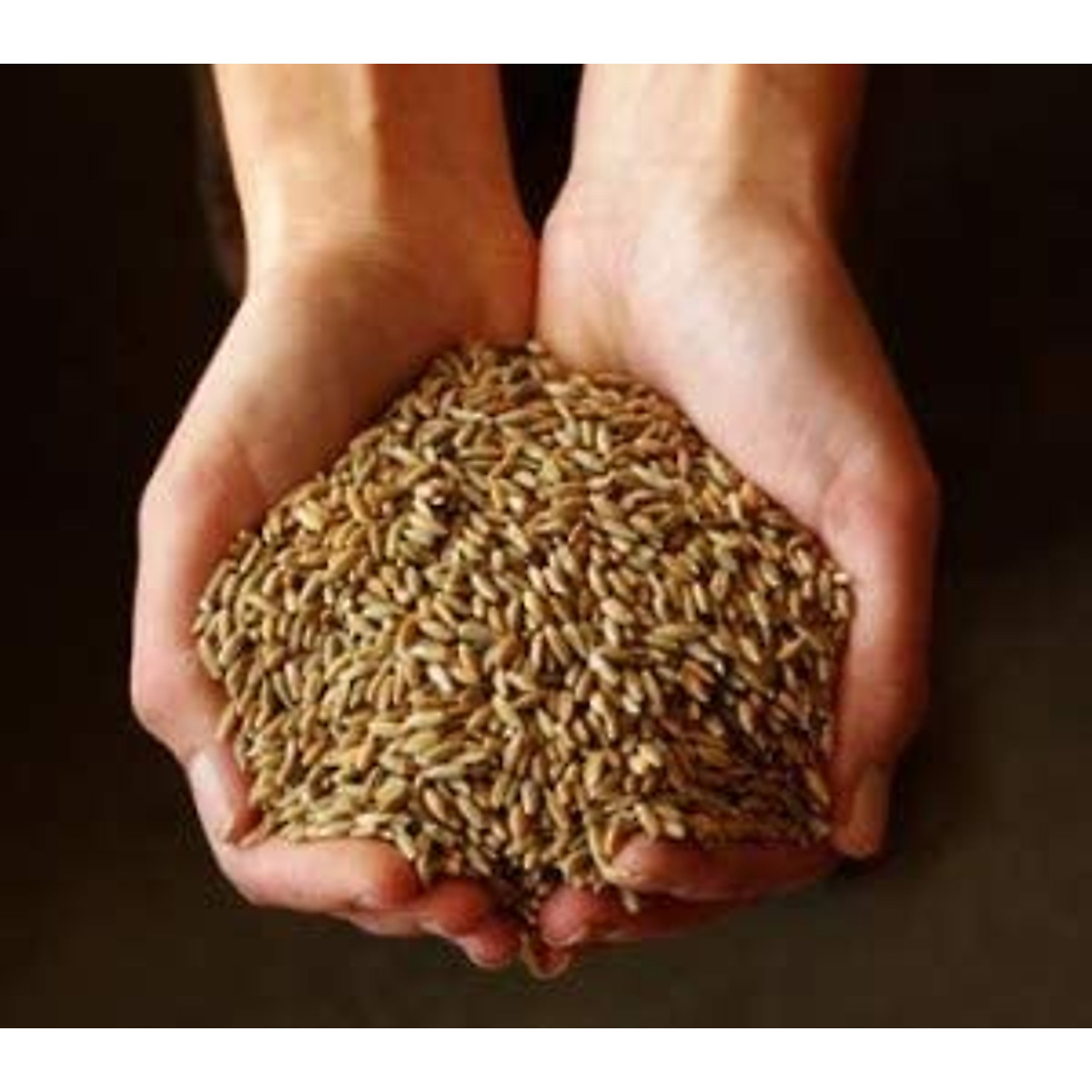 Winter Rye Grass Seed Grass Seed Fall Mix Ryegrass Seeds For Lawn No Till Food Plot Seed,Fall Cover Crop Seed Mix 10lbs by Old Cobblers Farm