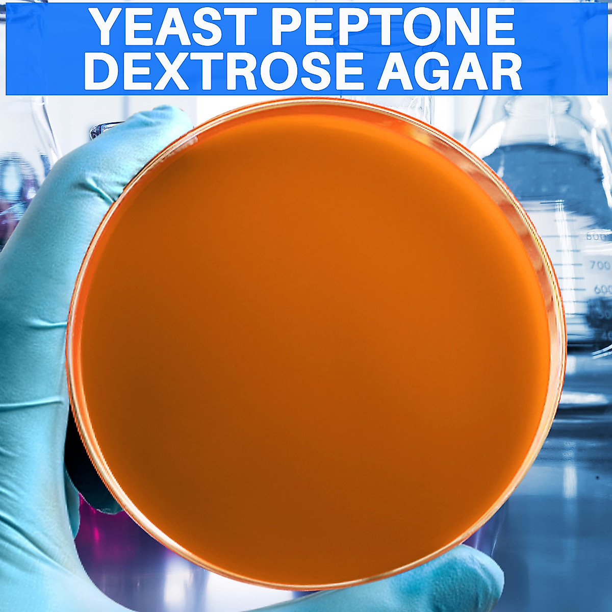 Yeast Peptone Dextrose (YPD) Agar Plates - Evviva Sciences - Great for Yeast Cultivation - 10 Prepoured YPD Petri Dishes - Great for Science Projects
