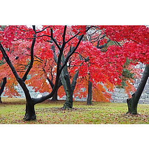 50 Bonsai Tree Seeds, Japanese Red Maple | Highly Prized for Bonsai (ACER palmatum)