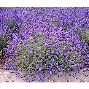 English "Vera" Lavender Seeds for Planting, 1000+ Seeds Per Packet, (Isla's Garden Seeds), Non GMO & Heirloom Seeds, Botanical Name: Lavandula angustifolia, Great Herb Garden Gift