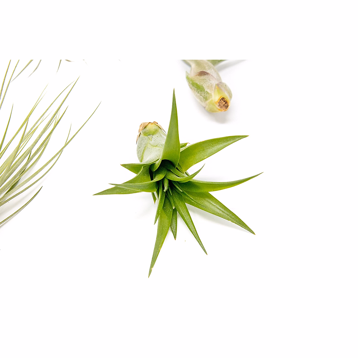 5 Pack of Classic Air Plants Variety - Live Succulent House Plants - Available in Wholesale and Bulk - Home and Garden Decor - Easy Care Indoor and Outdoor Plants