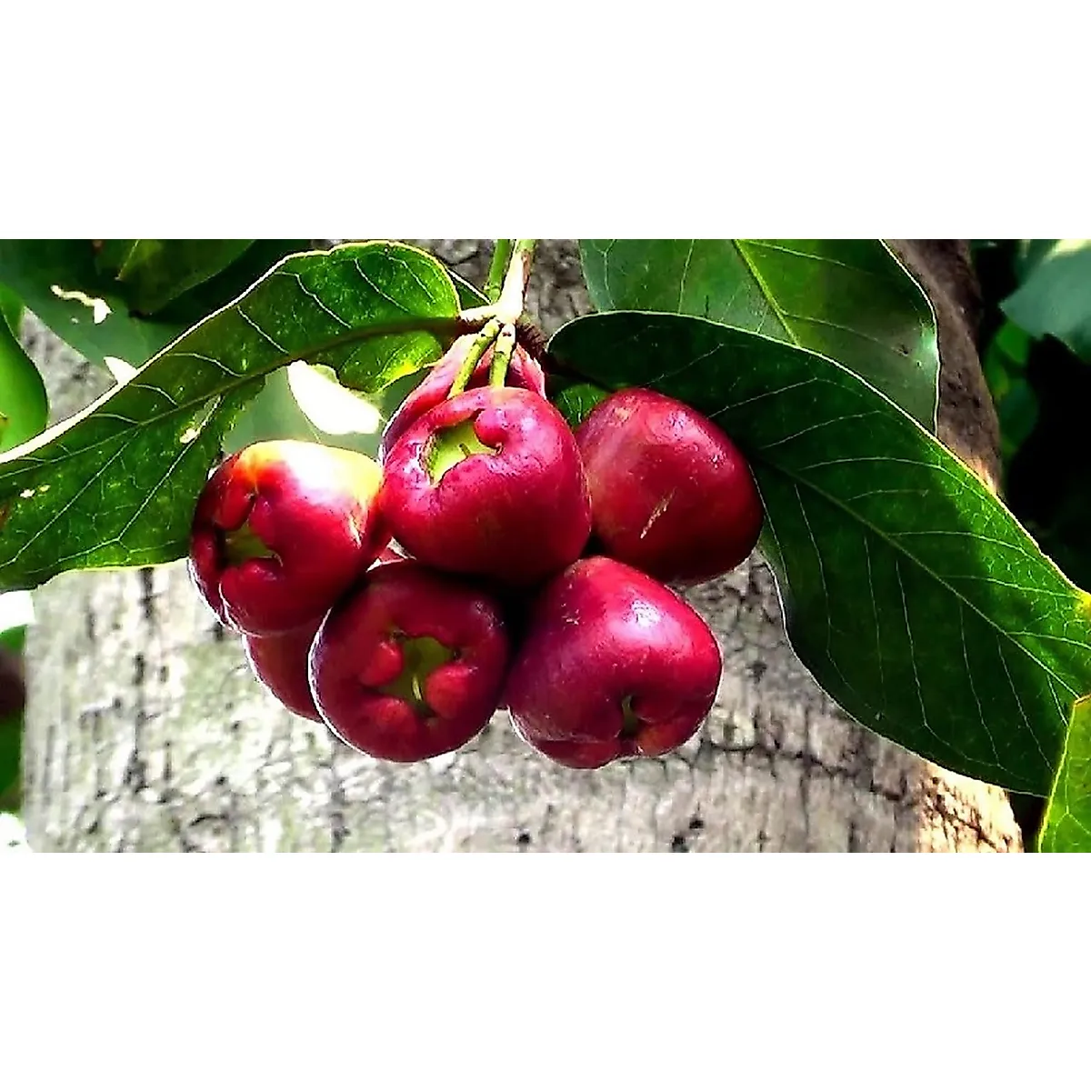 Malay Apple Tree Fruit Plant Live 3 to 8 Inch Tall Ornaments Perennial Garden Simple to Grow Pot